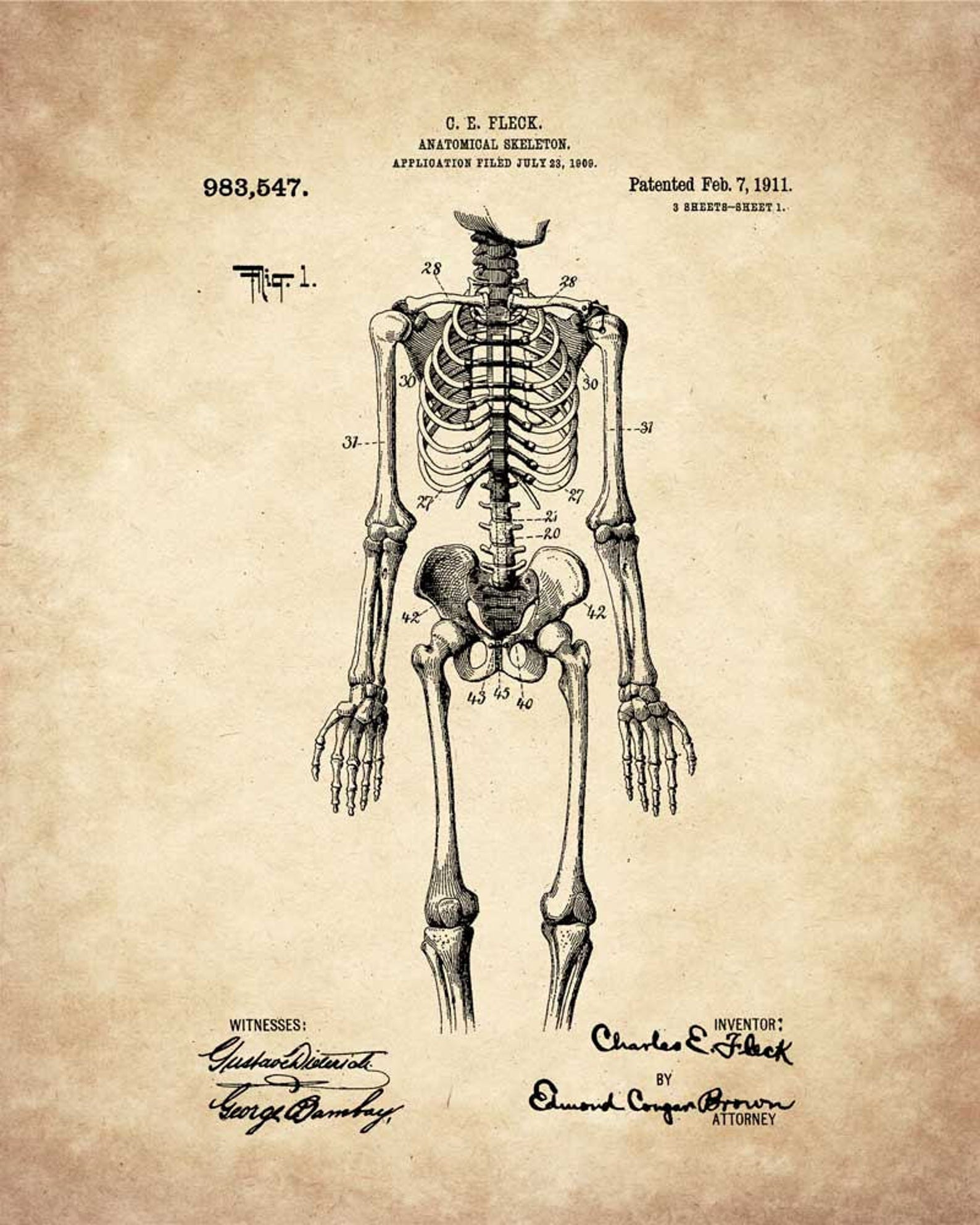 Skeleton Vintage Skeleton Set of 2 Skeleton Print Anatomy - Etsy