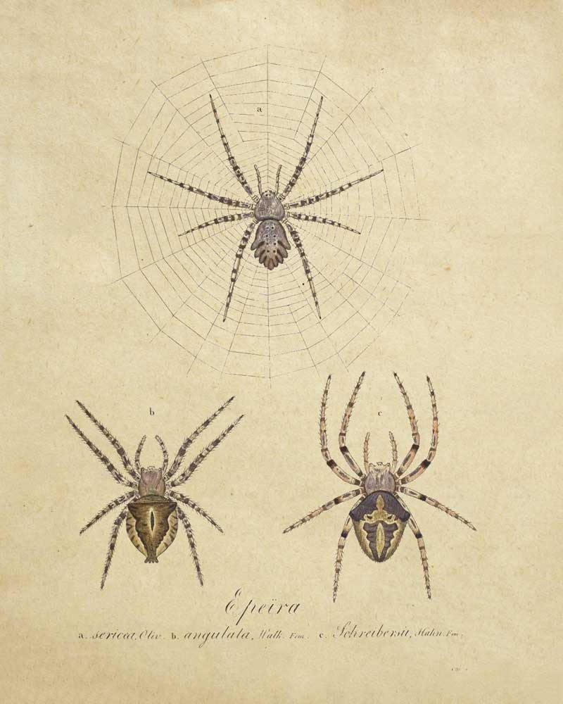 Vintage Spider Print, Spider Web, Insect Wall Art - Etsy