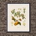 Kitchen Art Apple Botanical Vintage Home Decor, Apple Poster, Kitchen ...