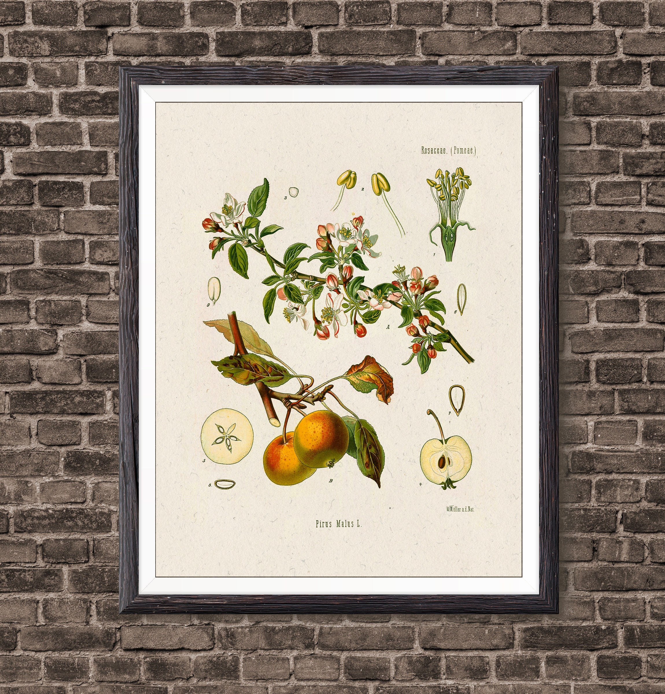 Kitchen Art Apple Botanical Vintage Home Decor, Apple Poster, Kitchen ...