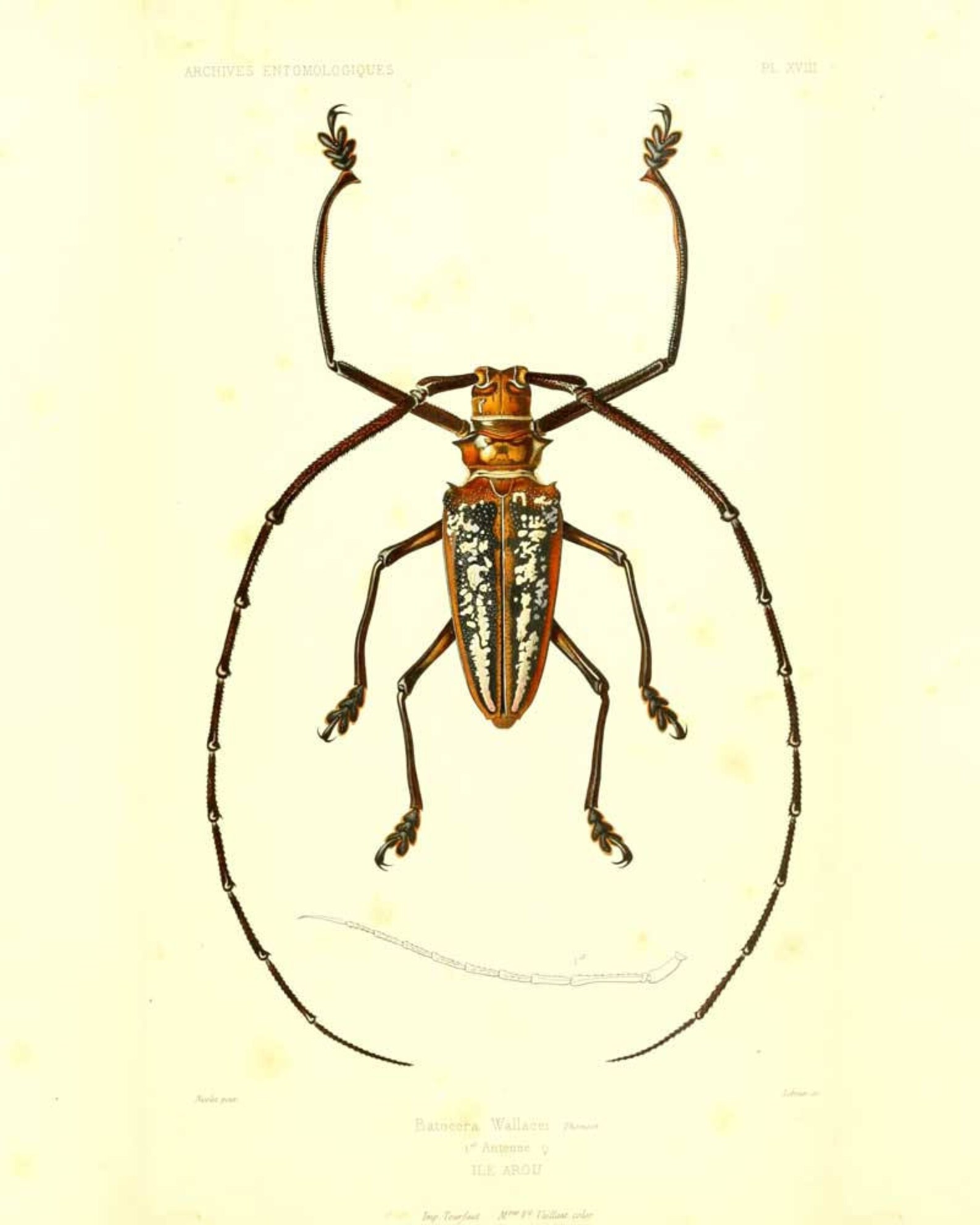 Bettle Print Bug Art Insect Art Insect Print Beetle Art - Etsy