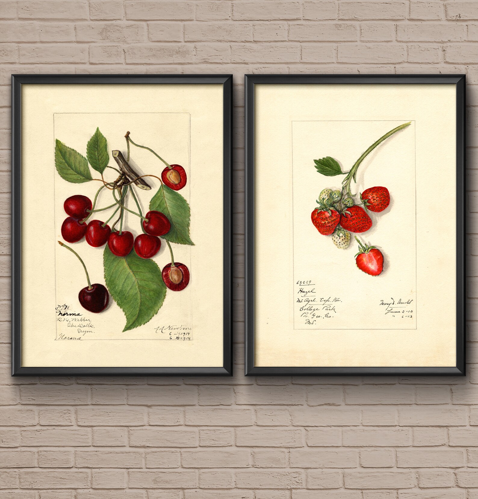 Botanical Print Set, 1882, Cherry Print, Botanical Art, Vintage ...