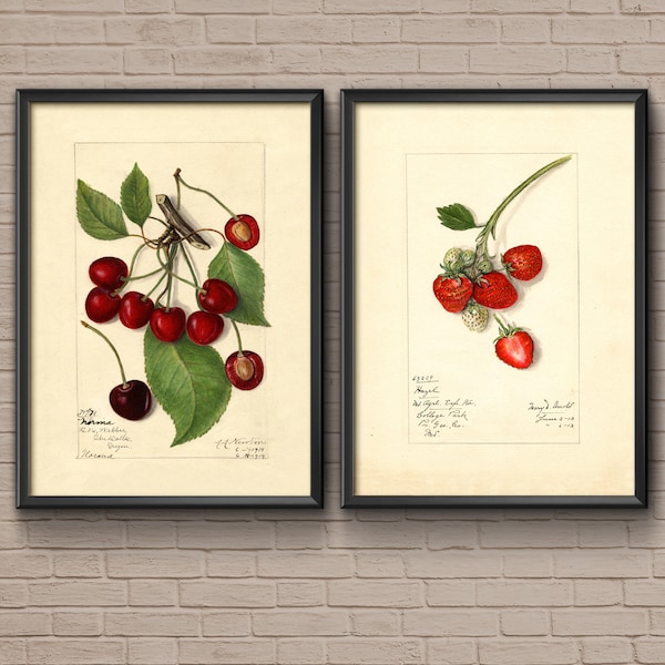 Cherry Print - Etsy