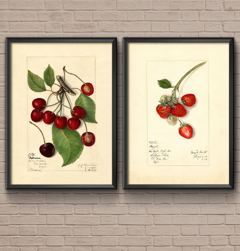 Botanical Print Set, 1882, Cherry Print, Botanical Art, Vintage ...