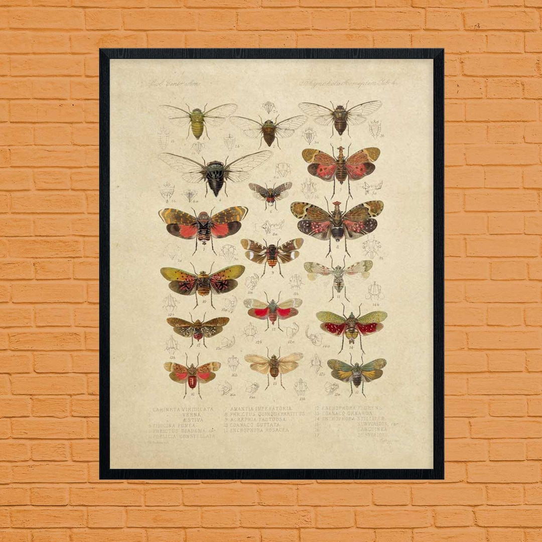 Insect Print, Insect Art, Beetle Print, Beetle Art Print, Bug Print ...