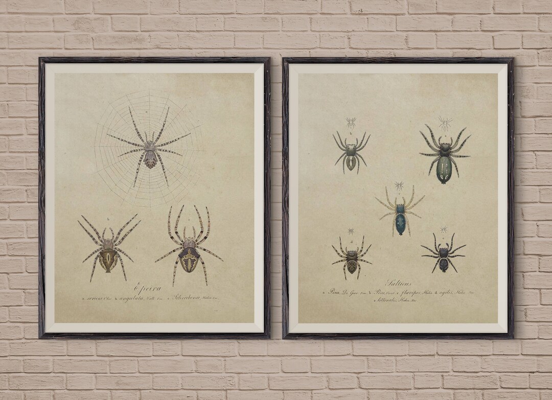 Vintage Spider Print, Spider Web, Insect Wall Art - Etsy