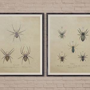 Vintage Spider Print, Spider Web, Insect Wall Art - Etsy