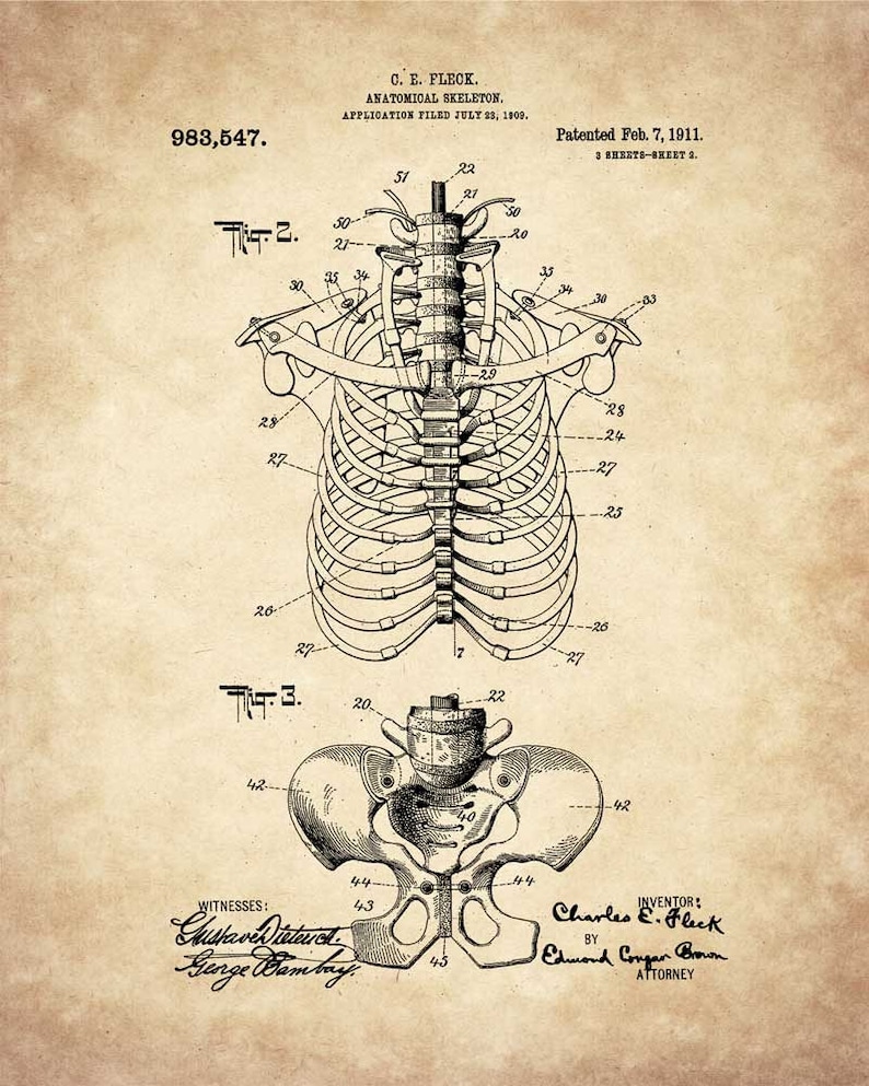 Skeleton Vintage Skeleton Set of 2 Skeleton Print Anatomy - Etsy