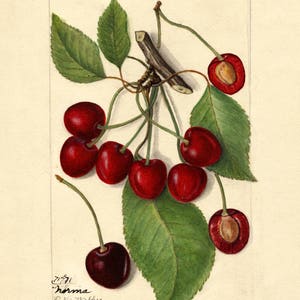 Botanical Print Set, 1882, Cherry Print, Botanical Art, Vintage ...