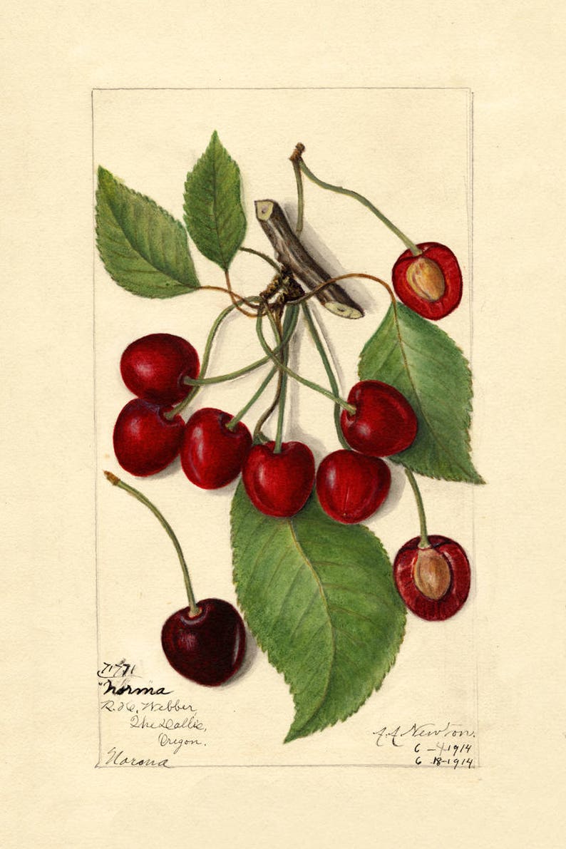 Botanical Print Set, 1882, Cherry Print, Botanical Art, Vintage ...