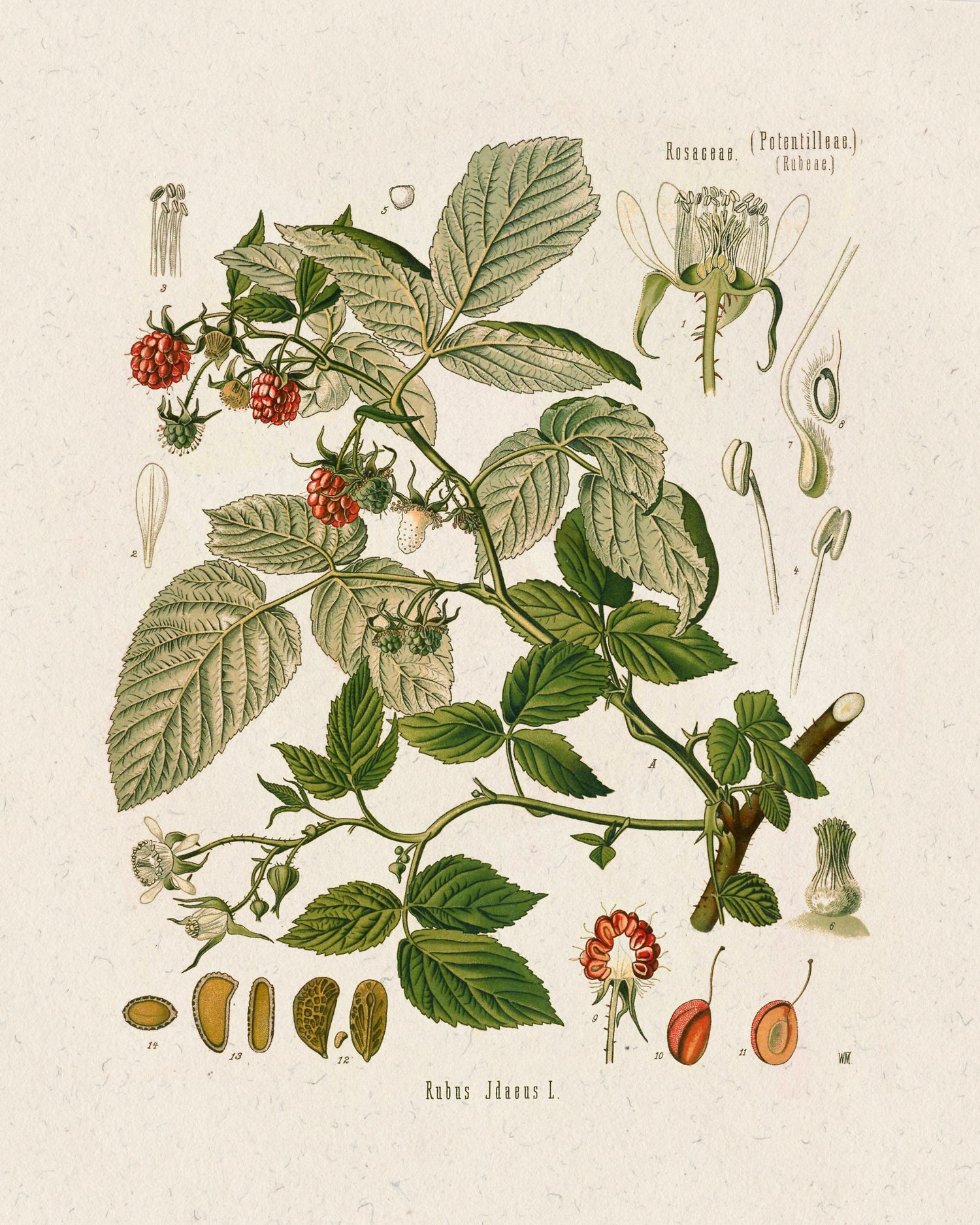 Raspberry Botanical Art Print Vintage Botanical Home Decor | Etsy