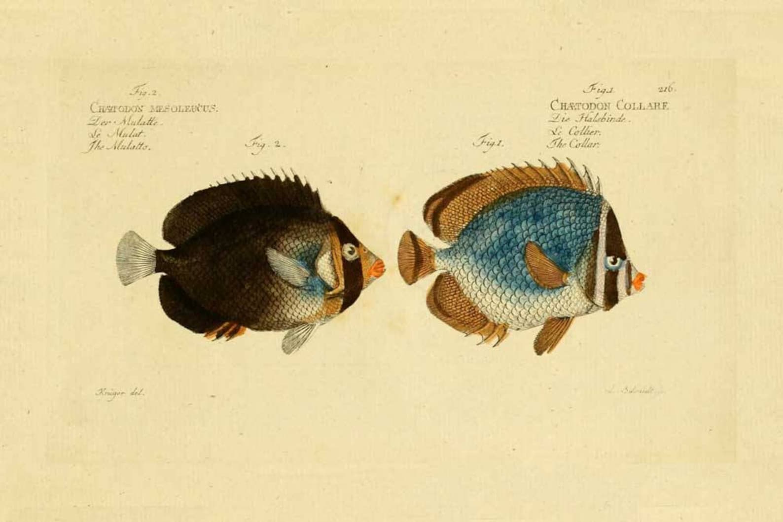 Vintage Fish Print, Fish Wall Art, Fish Art, Fish Illustration, Vintage ...