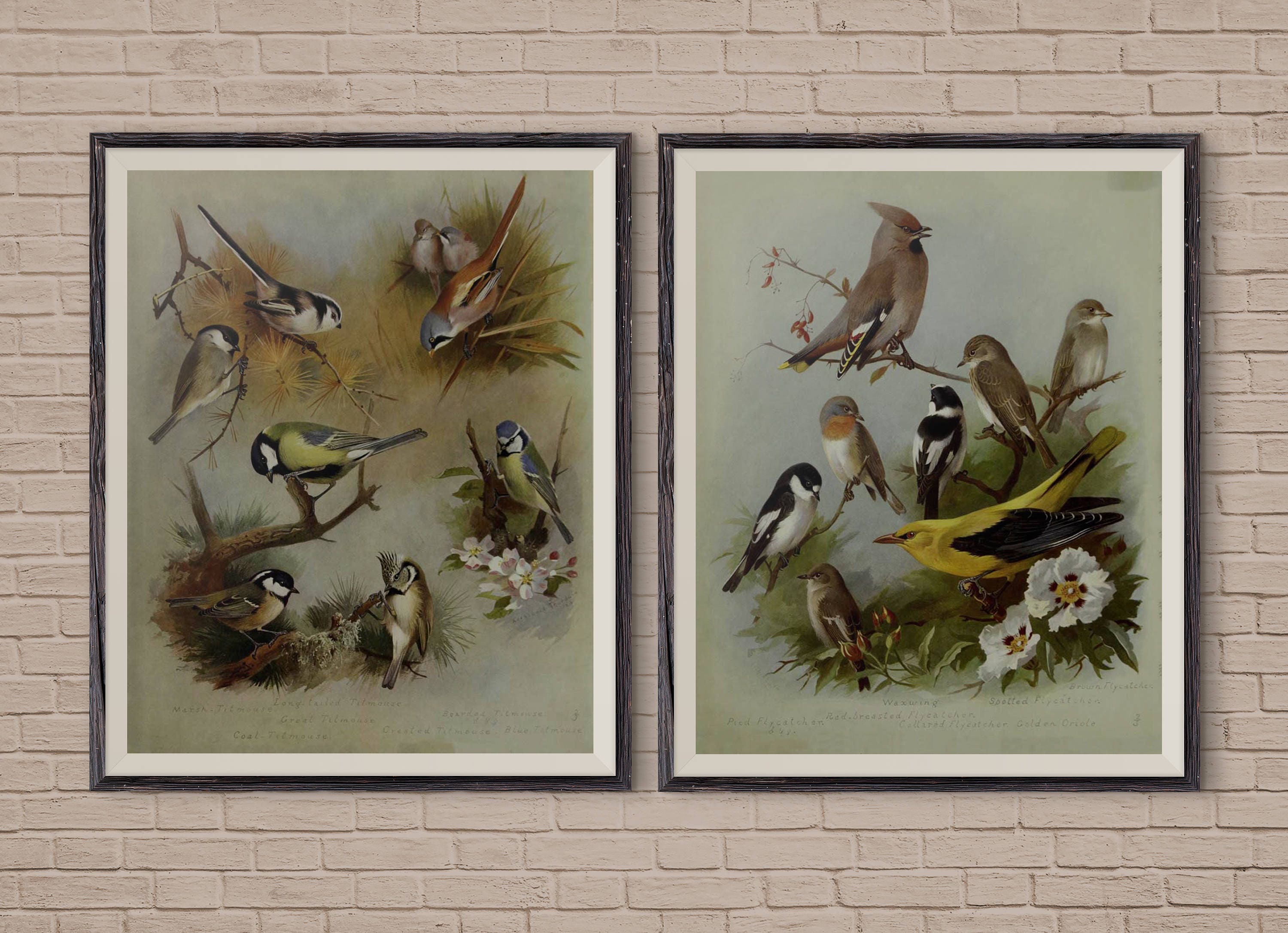 Vintage Birds Set of 2 Vintage Bird Art Bird Art Vintage - Etsy