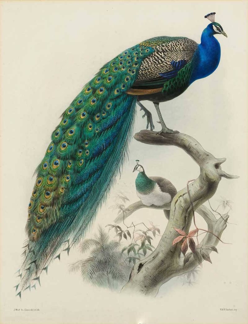 Peacock Illustration Peacock Art Peacock Poster Vintage Etsy