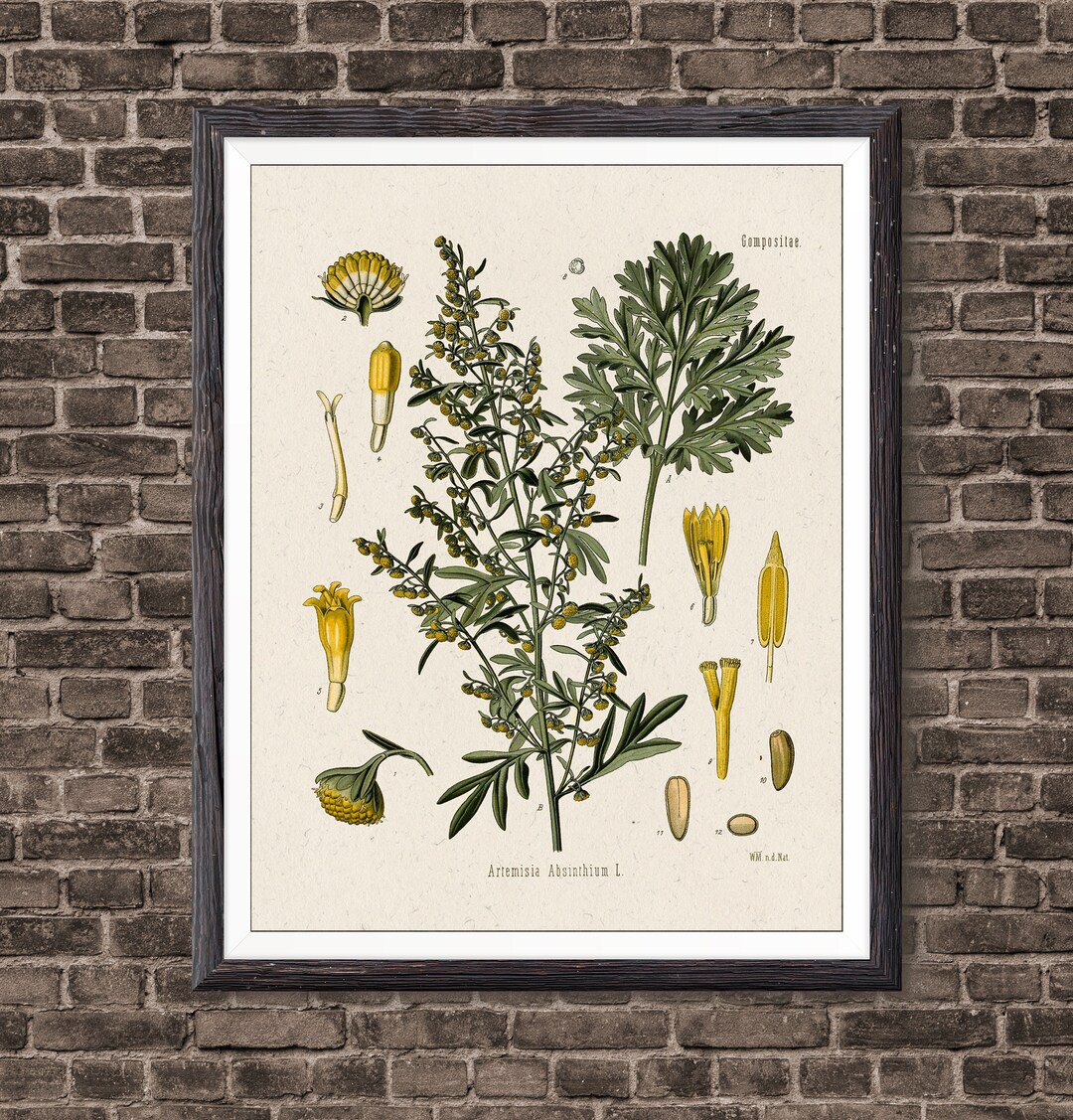 Botanical Absinthe Plant Art Print, Herb Kitchen Decor - Etsy