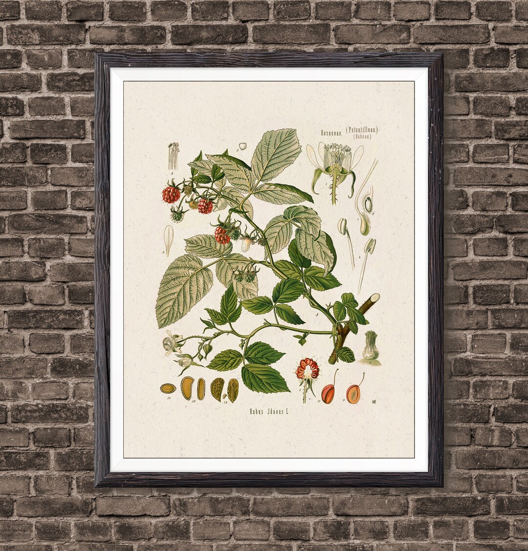 Raspberry Botanical Art Print, Vintage Botanical Home Decor, Raspberry ...