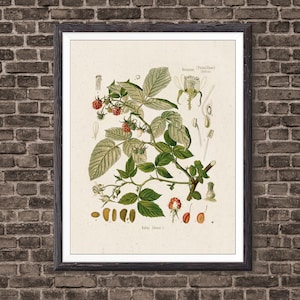 Raspberry Botanical Art Print, Vintage Botanical Home Decor, Raspberry ...