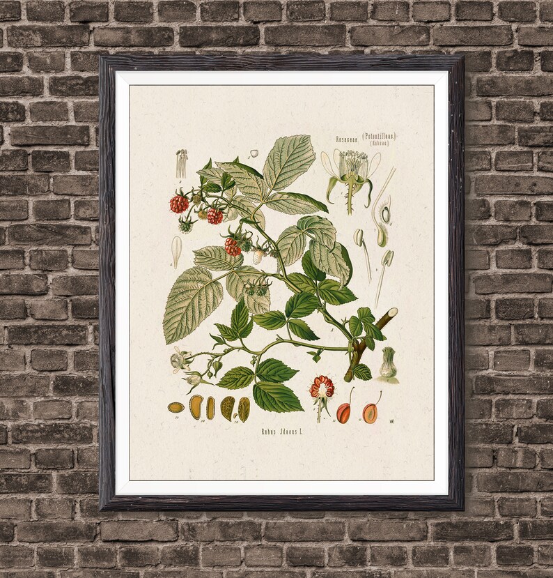 Raspberry Botanical Art Print Vintage Botanical Home Decor - Etsy