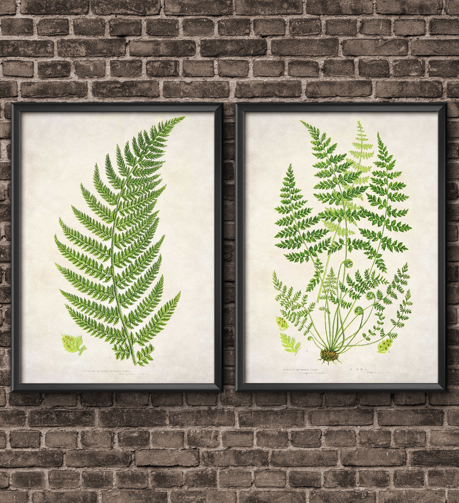 Fern Art Print Set of 2, Botanical Print, Fern Print, Botanical Art ...
