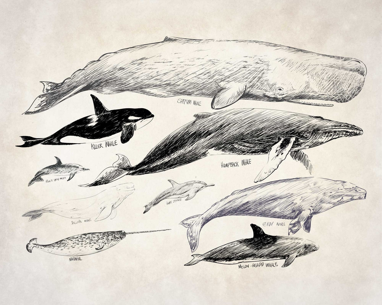 Whale Comparison Poster Whales of the World Watercolor - Etsy
