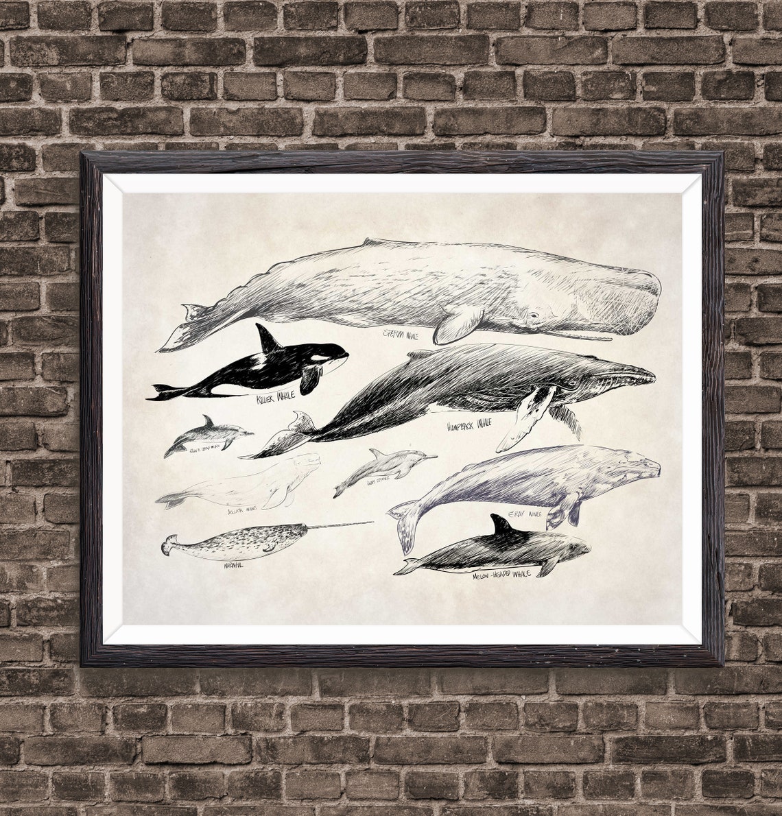 Whale Comparison Poster Whales of the World Watercolor - Etsy