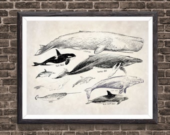 PRINTABLE Whales Size Comparison Chart Wall Art, Watercolor Whale ...