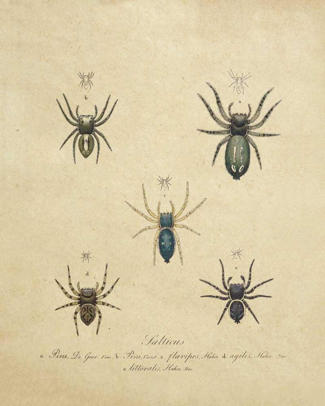 Spider Art, Vintage Print, Insect Print, Spider Wall Art, Spider Print ...