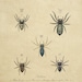 Vintage Spider Print, Spider Web, Insect Wall Art - Etsy