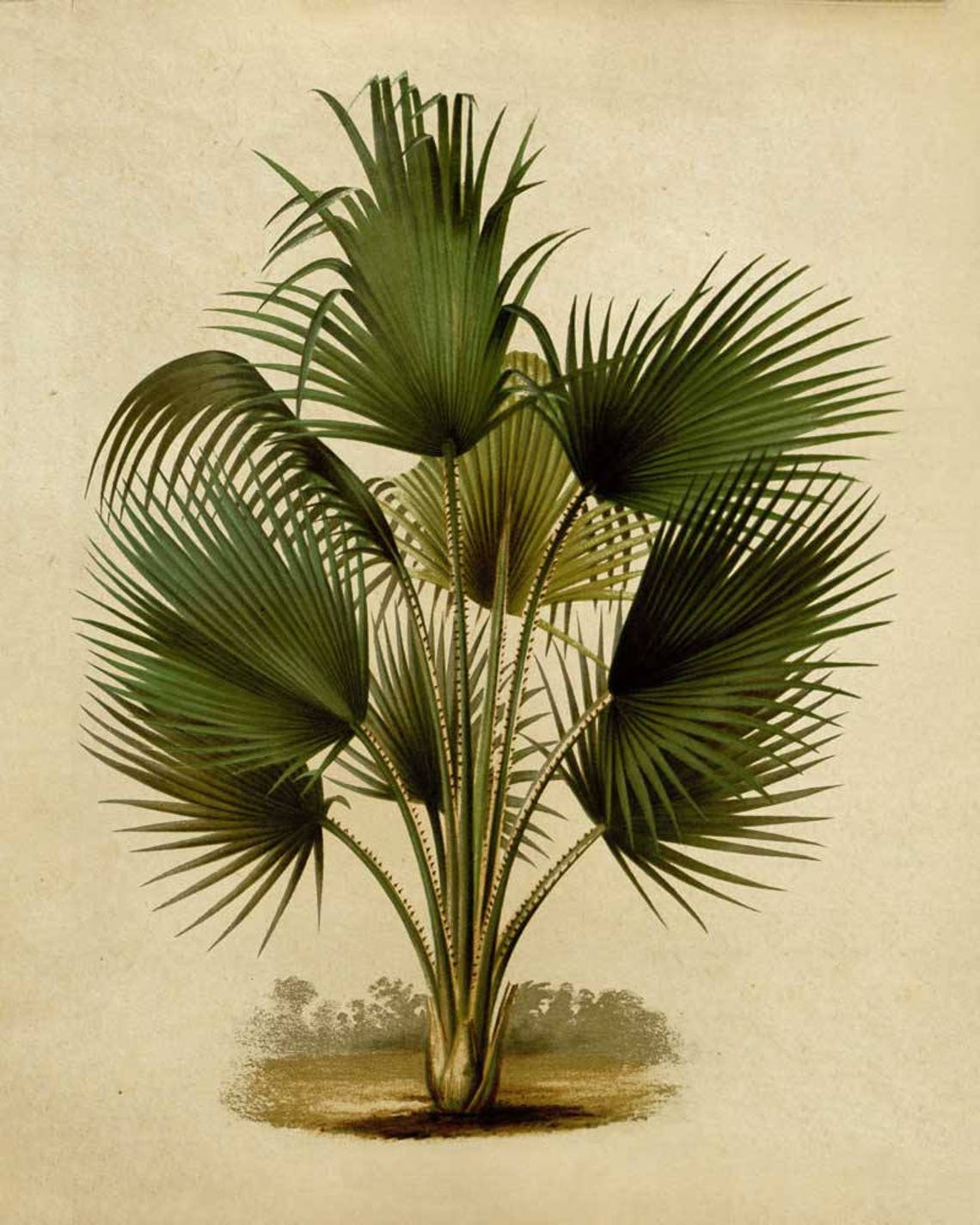 Botanical Print Palm Tree Botanical Wall Art Print Set of 3 - Etsy
