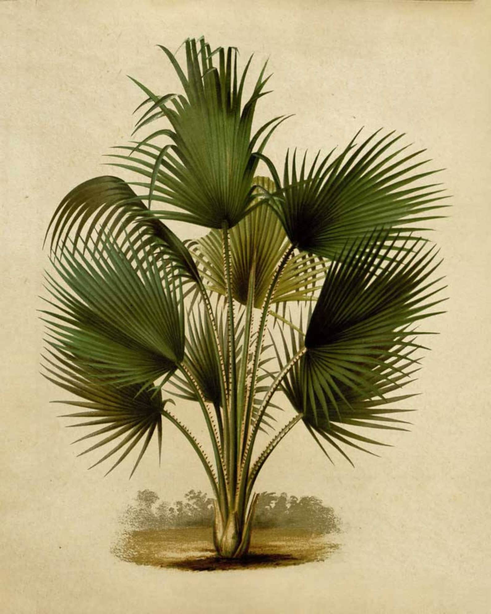Palm Tree Botanical Print Set, Tropical Wall Art - Etsy
