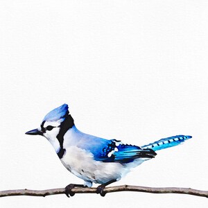 Blue Jay Bird Watercolor Wall Art Print, Blue Jay Bird Art Print ...