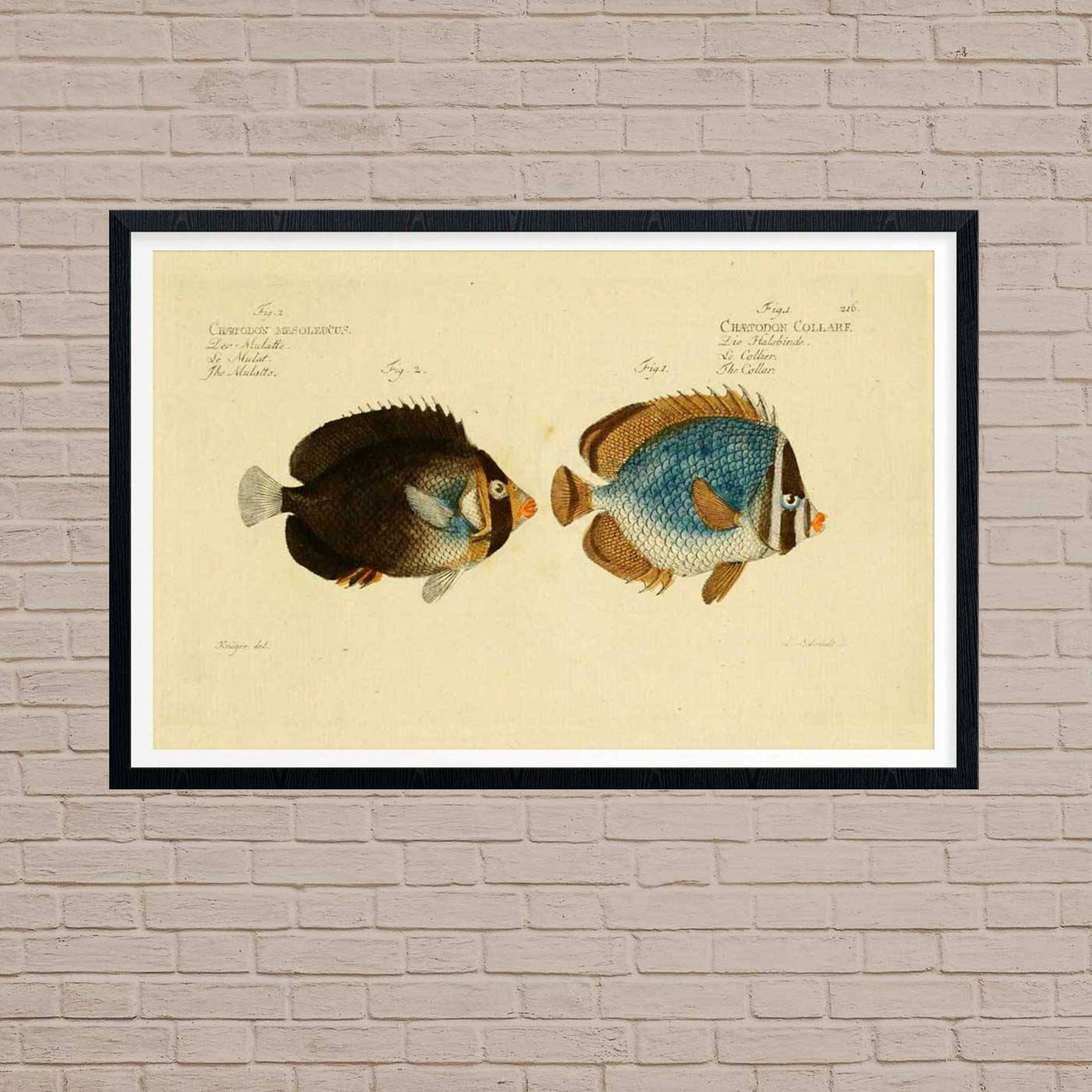 Vintage Fish Print Fish Wall Art Fish Art Fish - Etsy