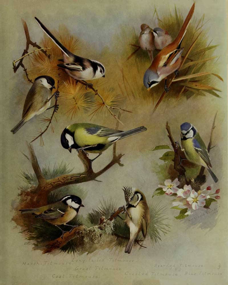 Vintage Birds Set of 2 Vintage Bird Art Bird Art Vintage - Etsy