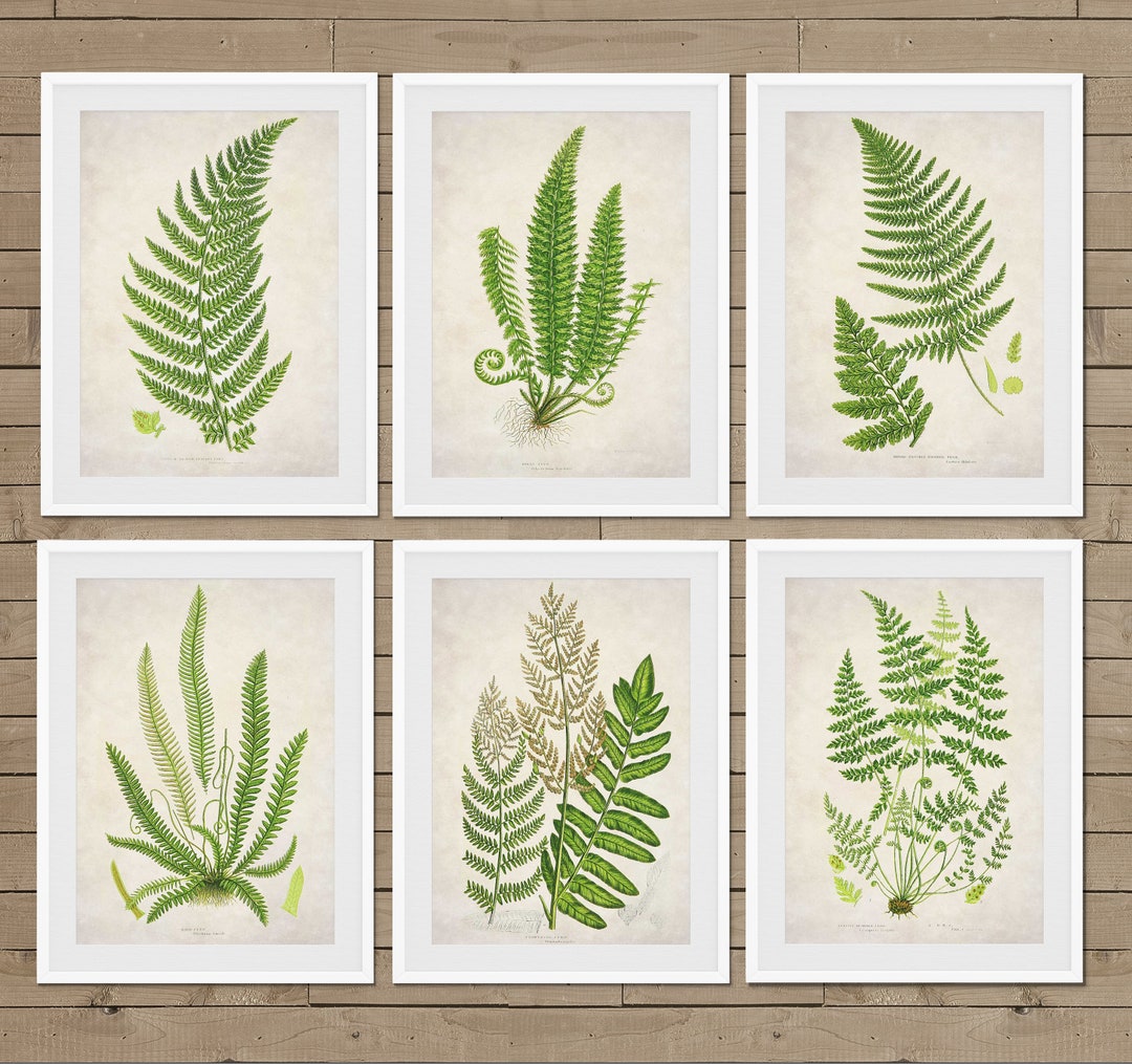 Fern, Ferns, Fern Leaf, Fern Prints, Fern Decor, Fern Wall Art, Nature ...