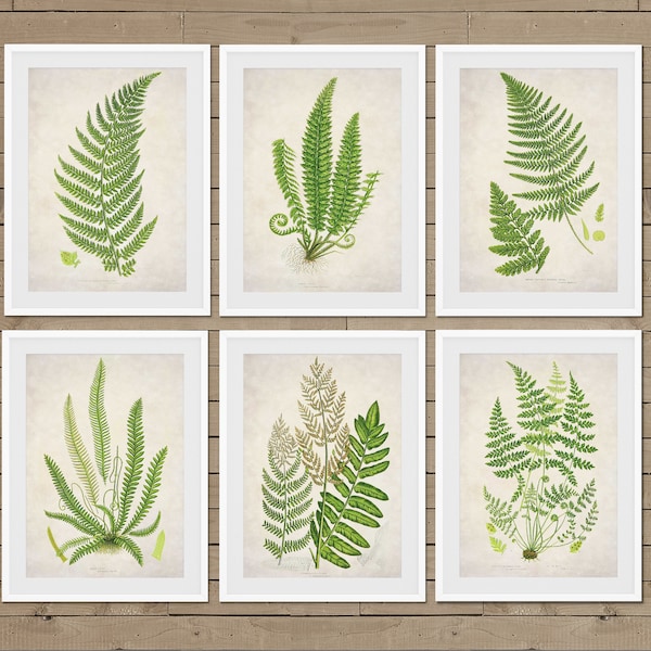 Fern Art - Etsy