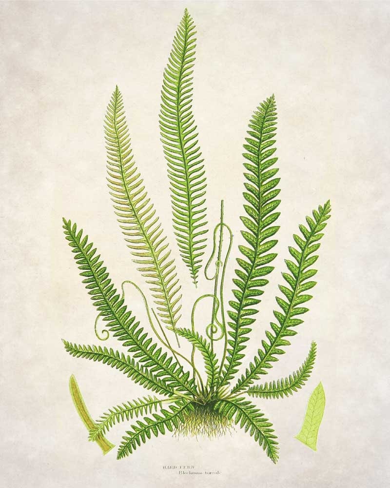 Fern, Ferns, Fern Leaf, Fern Prints, Fern Decor, Fern Wall Art, Nature ...