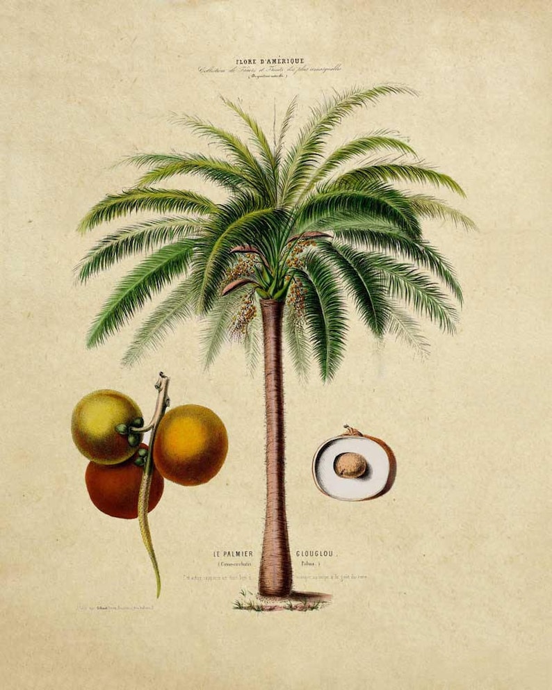 Palm Tree Vintage Botanical Kitchen Art Palm Tree Art | Etsy
