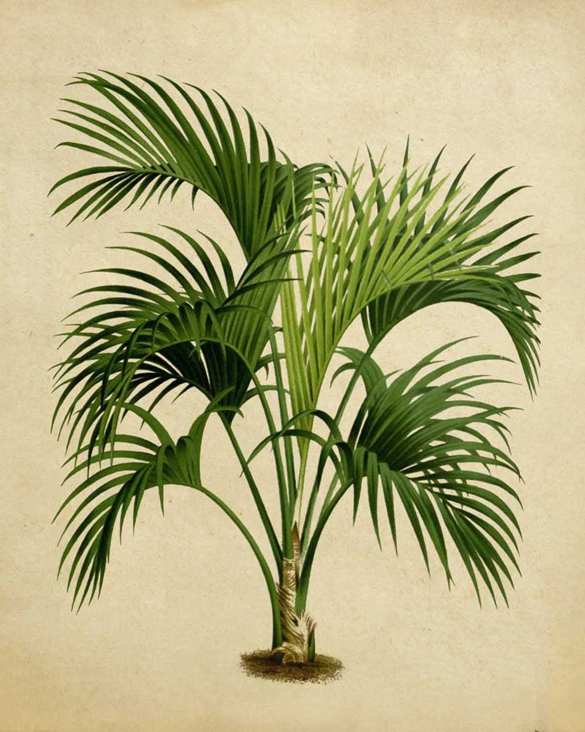 Palm Tree Botanical Print Set, Tropical Wall Art - Etsy