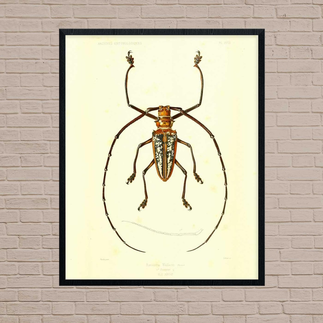 Bettle Print, Bug Art, Insect Art, Insect Print, Beetle Art Print, Bug ...