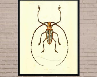 Beetle Print SET of 6 Art Print Antique Beetles Ladybug - Etsy