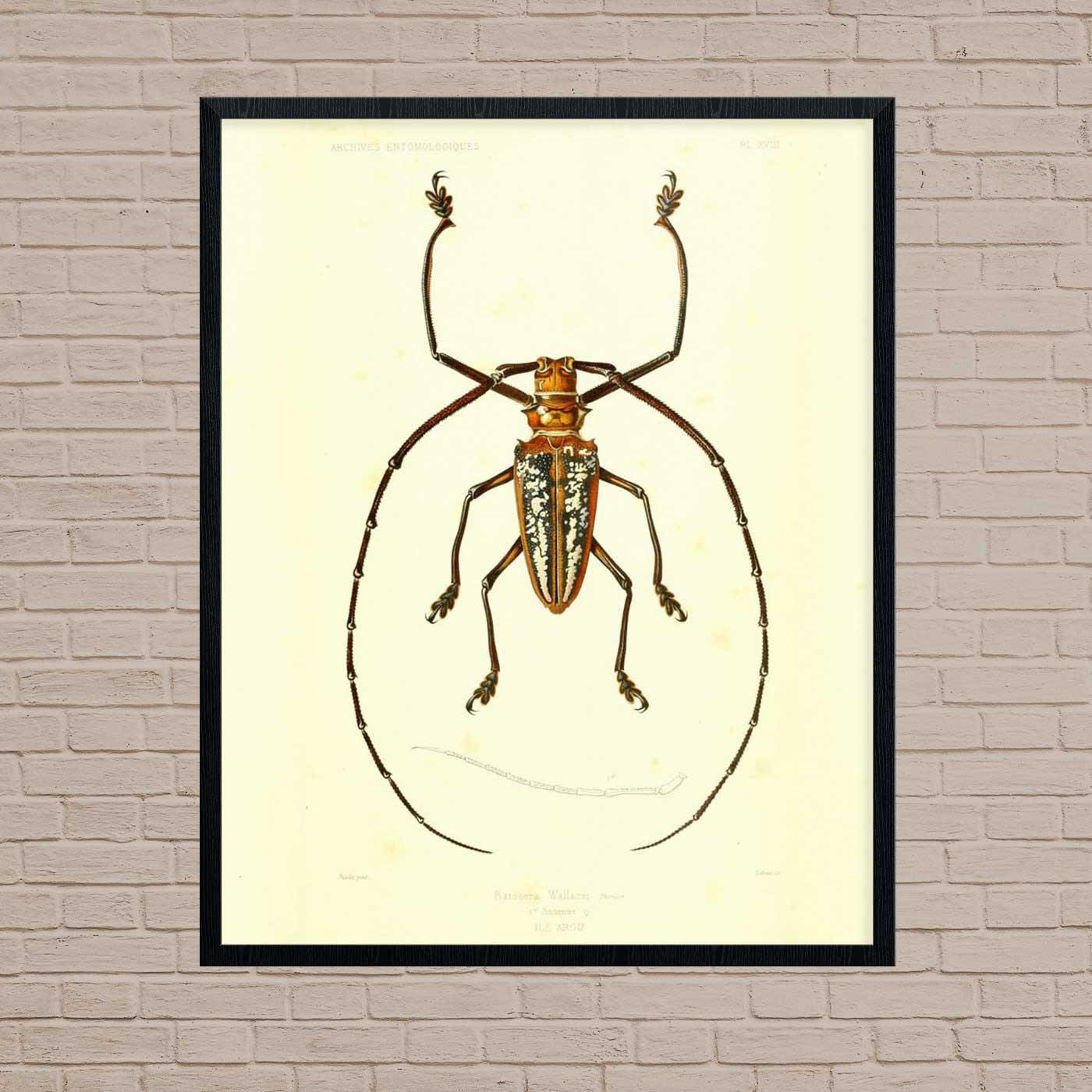 Bettle Print Bug Art Insect Art Insect Print Beetle Art | Etsy