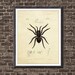 Nature Print Spider Art, Vintage Print, Insect Print, Spider Wall Art ...