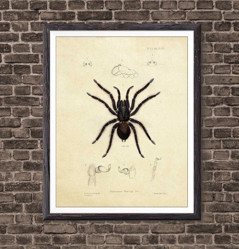 Nature Print Spider Art, Vintage Print, Insect Print, Spider Wall Art ...