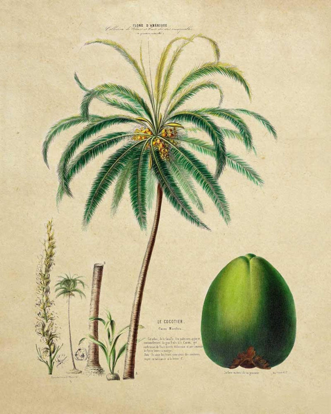 Coconut Tree Vintage Botanical Kitchen Art Palm Tree Art | Etsy