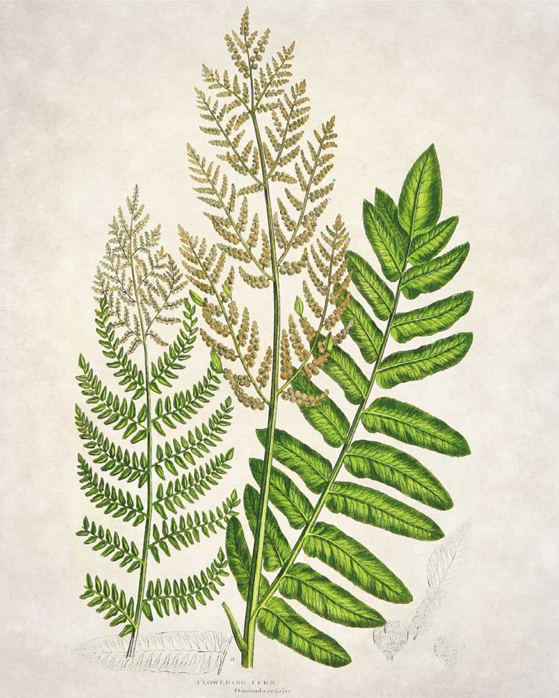 Fern Art Print Set of 2, Botanical Print, Fern Print, Botanical Art ...