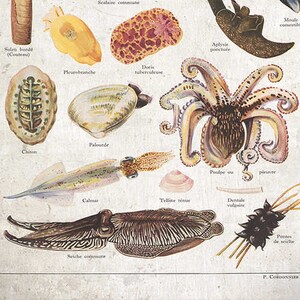 Mollusks Fish Vintage Print 19 Fish Poster Fish Art Home Decor Home Art ...