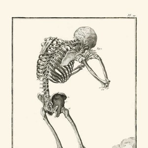 Crying Skeleton Vintage Print Science Picture Skeleton Poster Anatomy ...