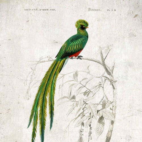Quetzal Bird Vintage Print Bird Poster Bird Art Bird - Etsy