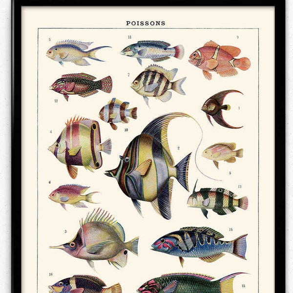 Fish Poster - Etsy
