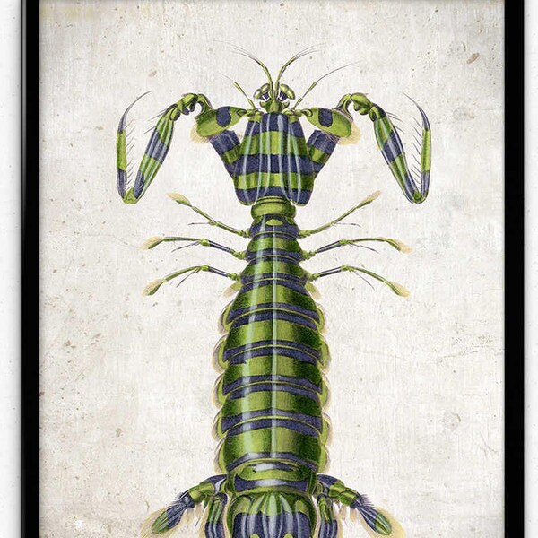 Mantis Shrimp Poster - Etsy